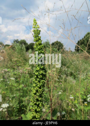 A photograph of Reseda luteola, commonly known as weld, taken on May 17 ...