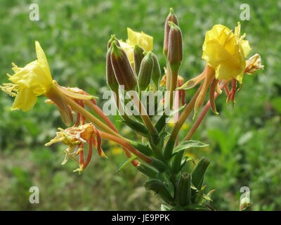 A photograph of Oenothera biennis, also known as evening primrose ...