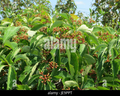 Parthenocissus quinquefolia, commonly known as Virginia creeper, is a ...