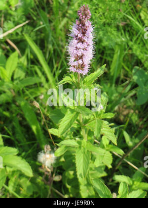 Spearmint, also known as garden mint, common mint, lamb mint and ...