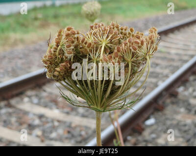 Daucus Carota Commonly Known As The Carrot Was Photographed On June