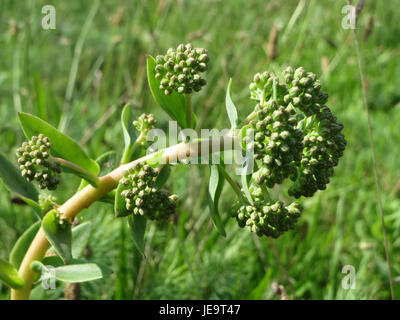 This image features Hylotelephium telephium, commonly known as 'orpine ...