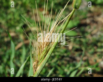 A photograph of Hordeum murinum, commonly known as mouse barley ...