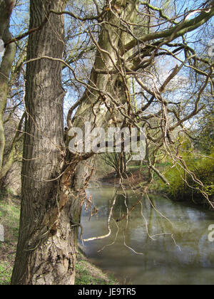 Korkenzieherweide, also known as corkscrew willow, is a unique tree ...