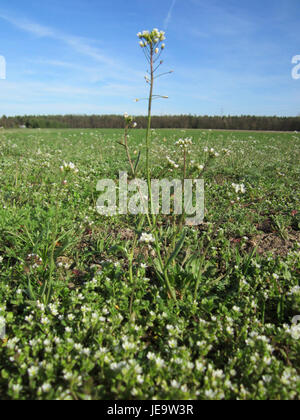 A photograph of Hirtentaeschel, also known as shepherd's purse, taken ...