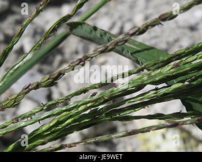 This image features Digitaria sanguinalis, commonly known as crabgrass ...