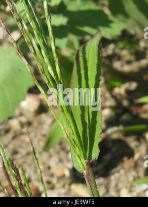 The image shows Digitaria sanguinalis, commonly known as crabgrass ...