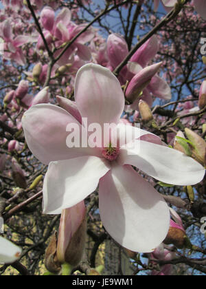 Magnolia trees are known for their large, fragrant flowers that bloom ...