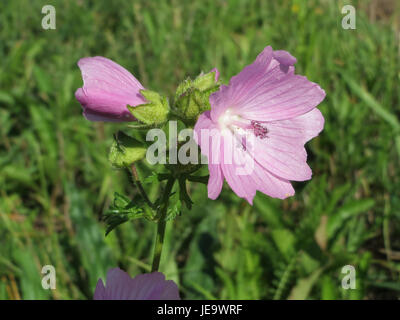 A photograph of Malva moschata, commonly known as musk mallow ...