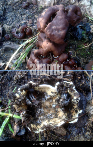 This image depicts the various fungi species responsible for plant ...