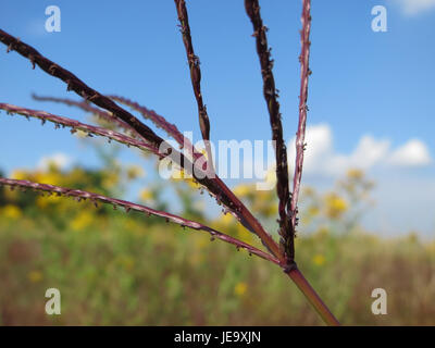 A photograph of Digitaria sanguinalis, also known as crabgrass, taken ...