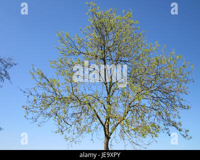 Ash Tree (Fraxinus excelsior) in summer, Higher Wych, near Malpas ...