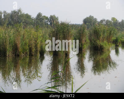 The Wagbachniederung is a region in Germany known for its wetland ...