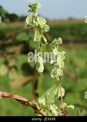 Fallopia dumetorum, also known as Himalayan knotweed, is another ...