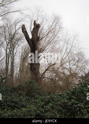 Silberweide, or Salix alba, commonly known as white willow, is a tree ...