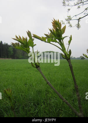 Esche, or ash tree, is found in the Merzig region. It is known for its ...