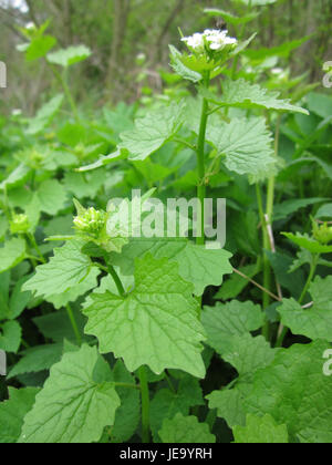 Wild Garlic meadow in woodland near Durham, County Durham, England ...