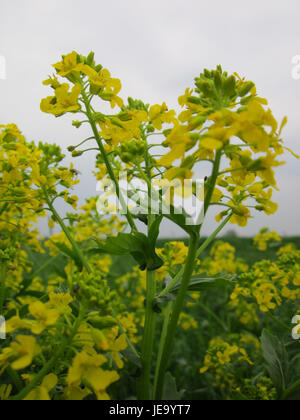 Alliaria petiolata, commonly known as garlic mustard, is an invasive ...