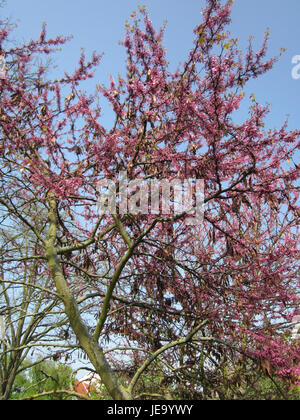 Small judas tree in bloom Stock Photo - Alamy