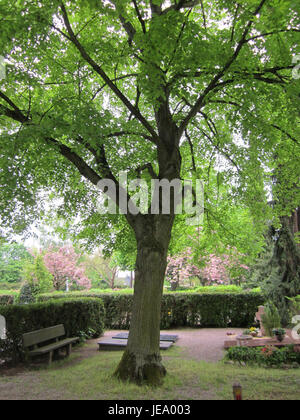 The Linde tree in Hockenheim, Germany, is an iconic landmark ...