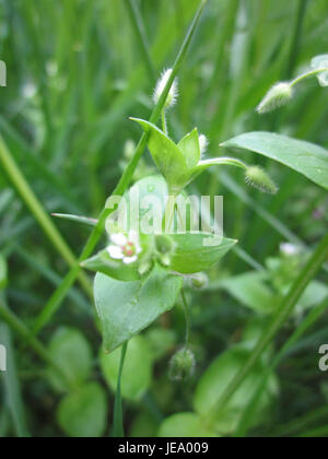 Cerastium fontanum, commonly known as the mouse-ear chickweed, is a ...