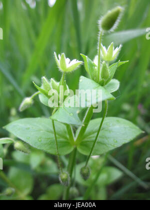 Cerastium fontanum, commonly known as the mouse-ear chickweed, is a ...