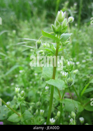 Cerastium fontanum, commonly known as the mouse-ear chickweed, is a ...