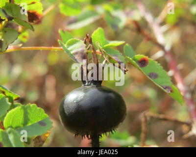 The image features *Rosa spinosissima*, also known as the burnet rose ...