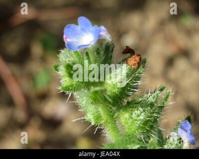 Anchusa arvensis, commonly known as field bugloss, is a plant species ...
