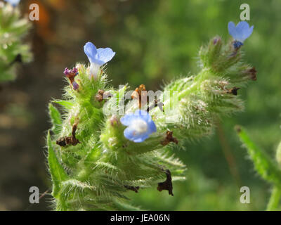 This image depicts Anchusa arvensis, commonly known as field bugloss ...