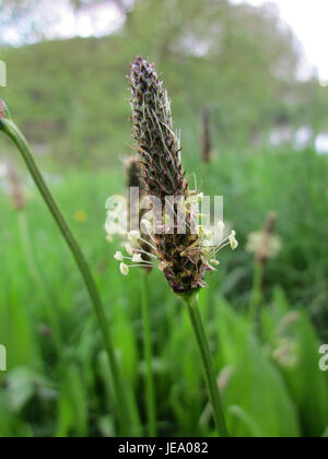 Plantago lanceolata is a species of flowering plant in the plantain ...