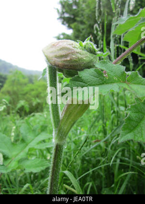Photograph of Aruncus dioicus, a flowering plant species, often called ...