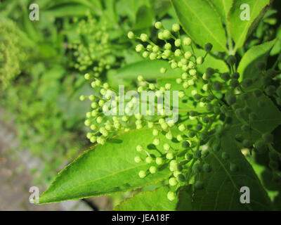 This image showcases *Holunder* (Elderberry), a plant known for its ...