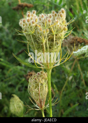 Daucus carota, commonly known as the wild carrot, is a biennial plant ...
