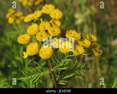 The image depicts Tanacetum vulgare, also known as common tansy, a ...