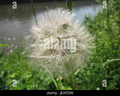 Tragopogon, goatsbeard yellow flower in meadow closeup selctive focus ...