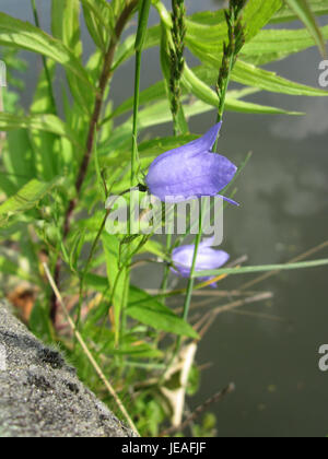 This photo captures flowers blooming on a tree in the Belgian Congo ...