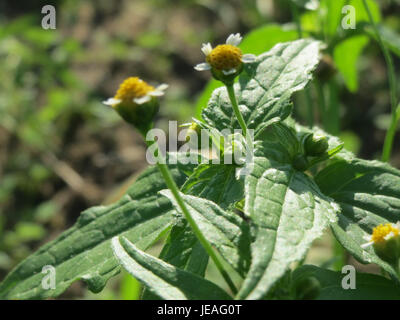 Galinsoga parviflora, commonly known as smallflower galinsoga, is a ...