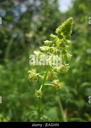 Woad flowers (Isatis tinctoria). Historically, this plant was ...