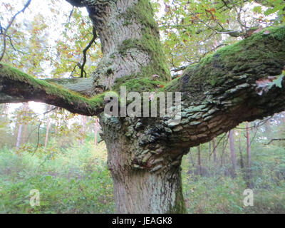 'Quercus robur,' also known as the English oak, is a species of oak ...