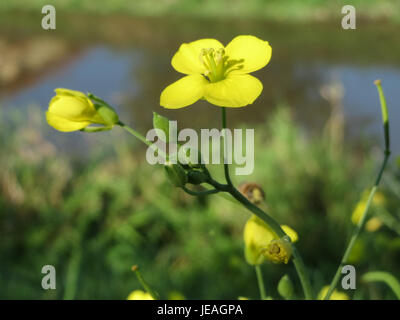 Diplotaxis tenuifolia, commonly known as wild rocket, is a plant ...