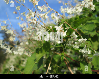 This image shows a close-up of Fallopia dumetorum, commonly known as ...
