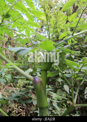 Angelica sylvestris, also known as wild angelica, is a plant native to ...