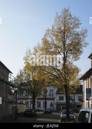 Tilia cordata, commonly known as small-leaved lime, is a deciduous tree ...