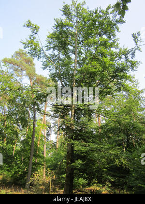 The Beech tree (Buche) in Schwetzinger Hardt is part of a wooded area ...