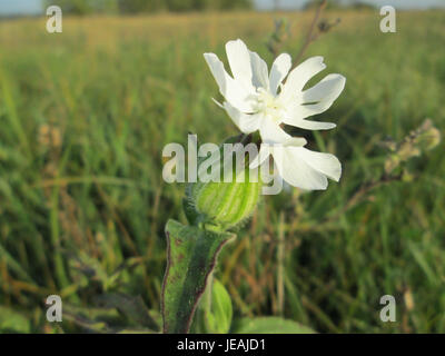 Silene latifolia, commonly known as white campion, is a flowering plant ...
