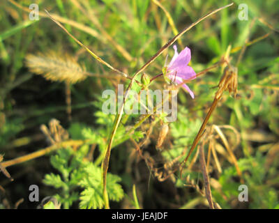 Red-stem filaree 'Erodium cicutarium' Stock Photo - Alamy