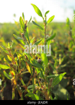 Polygonum aviculare, commonly known as knotgrass, is a widespread plant ...