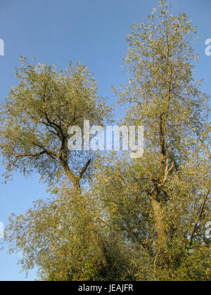This photograph captures Salix alba, commonly known as white willow, on ...