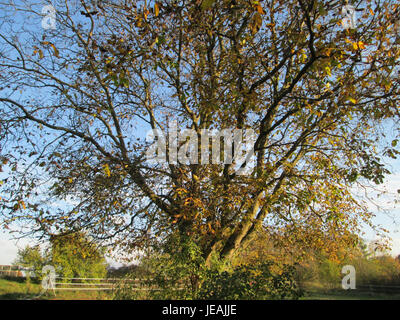 Juglans regia, also known as the common walnut, photographed on April 6 ...